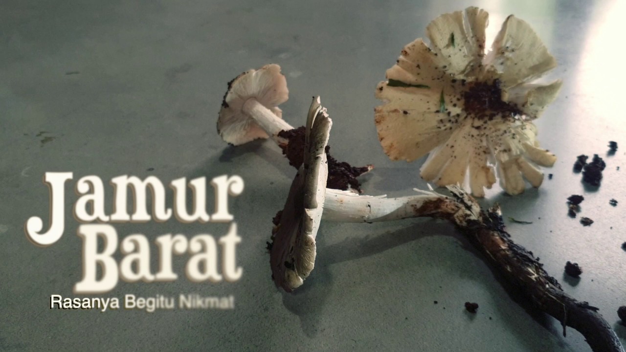 Dapat JAMUR BARAT Rasanya Begitu Nikmat - YouTube
