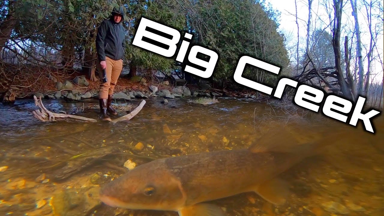 Sucker Fish Action At Big Creek! - YouTube