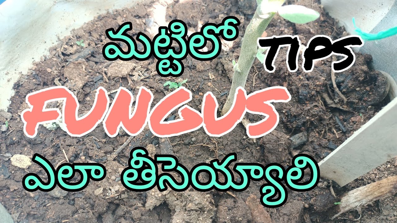 GOT SOIL FUNGUS ? Here's What You Need To Do Next || Soil fungus ...