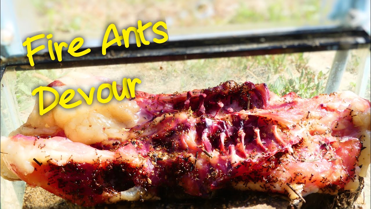 Watch as these Fire Ants Devour A Chicken Back - YouTube