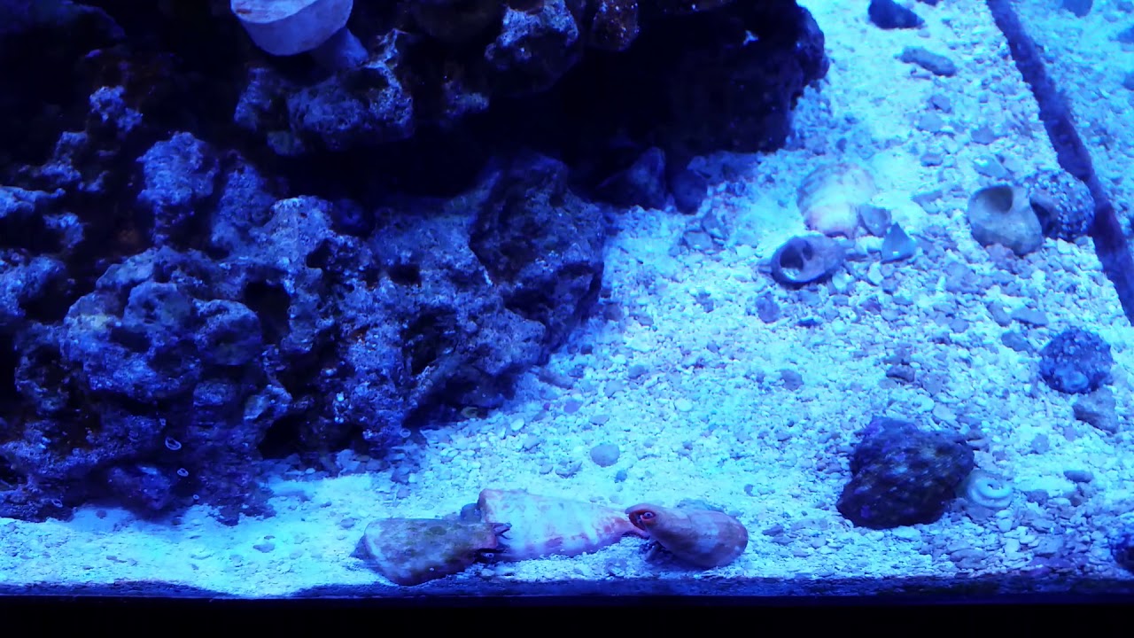 Species Spotlight The Fighting Conch Snail - YouTube