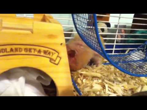 Hamster with cushings disease pt. 2 - YouTube
