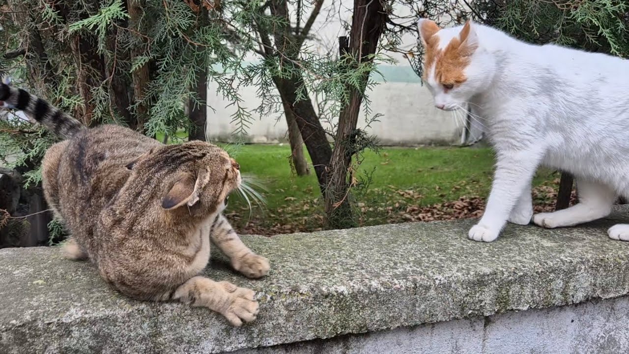 The stray cat adopts me and does not want to share me with other cats ...