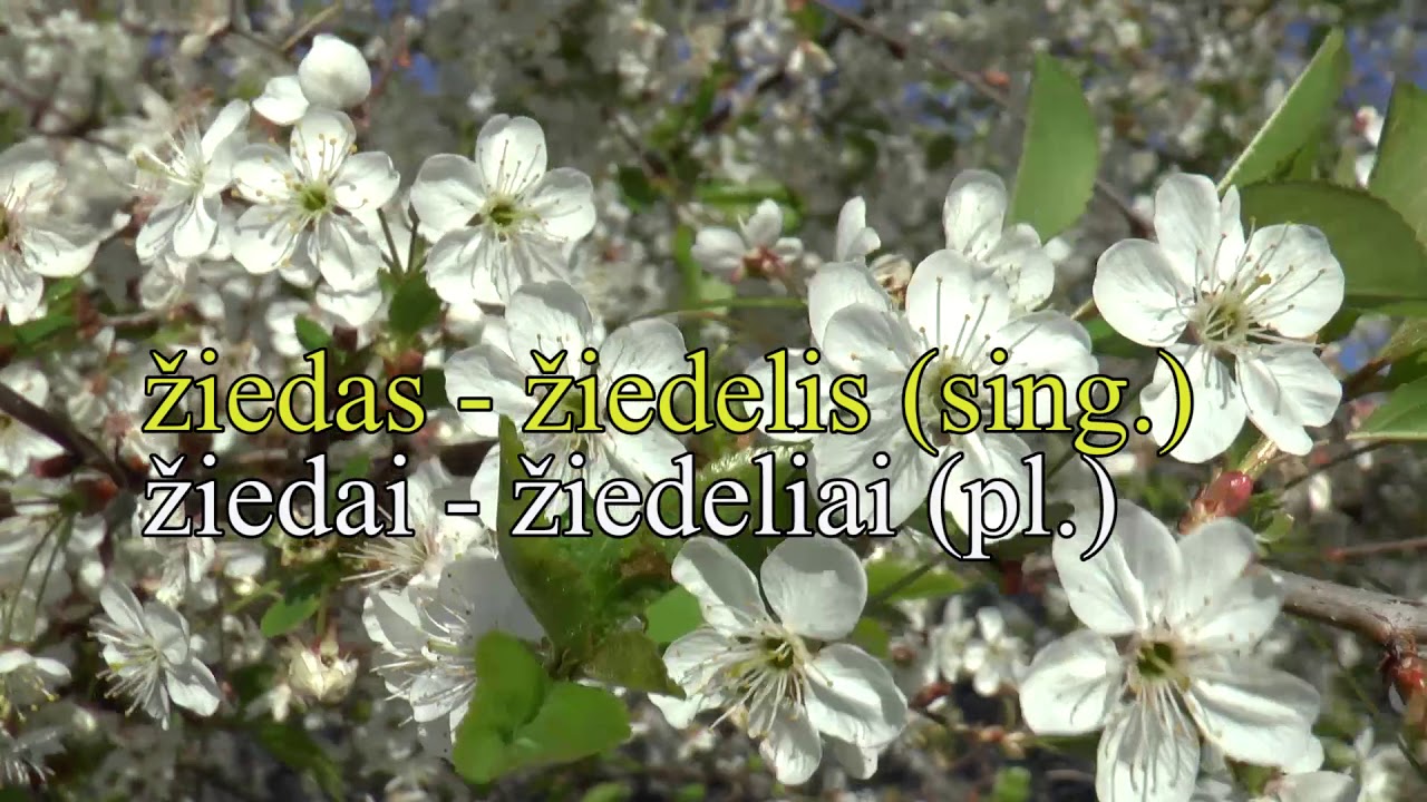 Lithuanian Lesson 49 - Pavasaris, pavasariukas - Spring, lovely spring ...