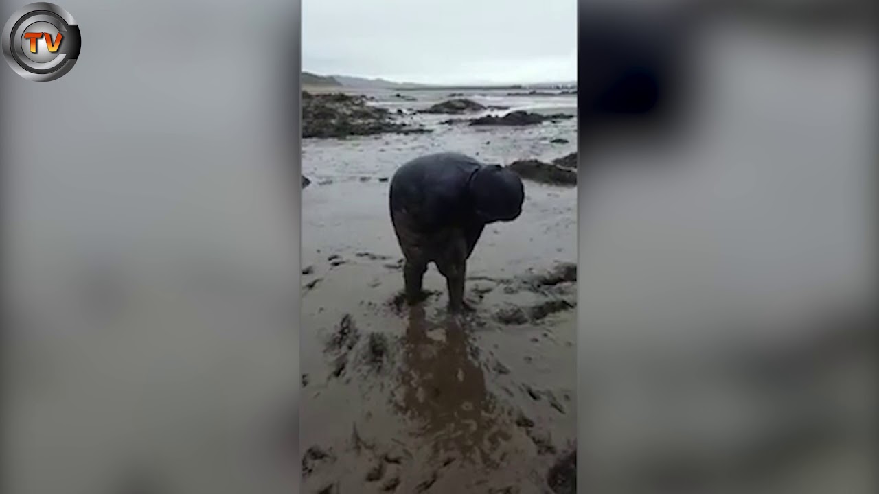 Hilarious video of a woman getting stuck after sinking into mud | CCTV ...