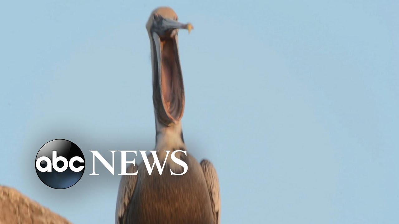 Pelican's Incredibly Dramatic Yawn - YouTube
