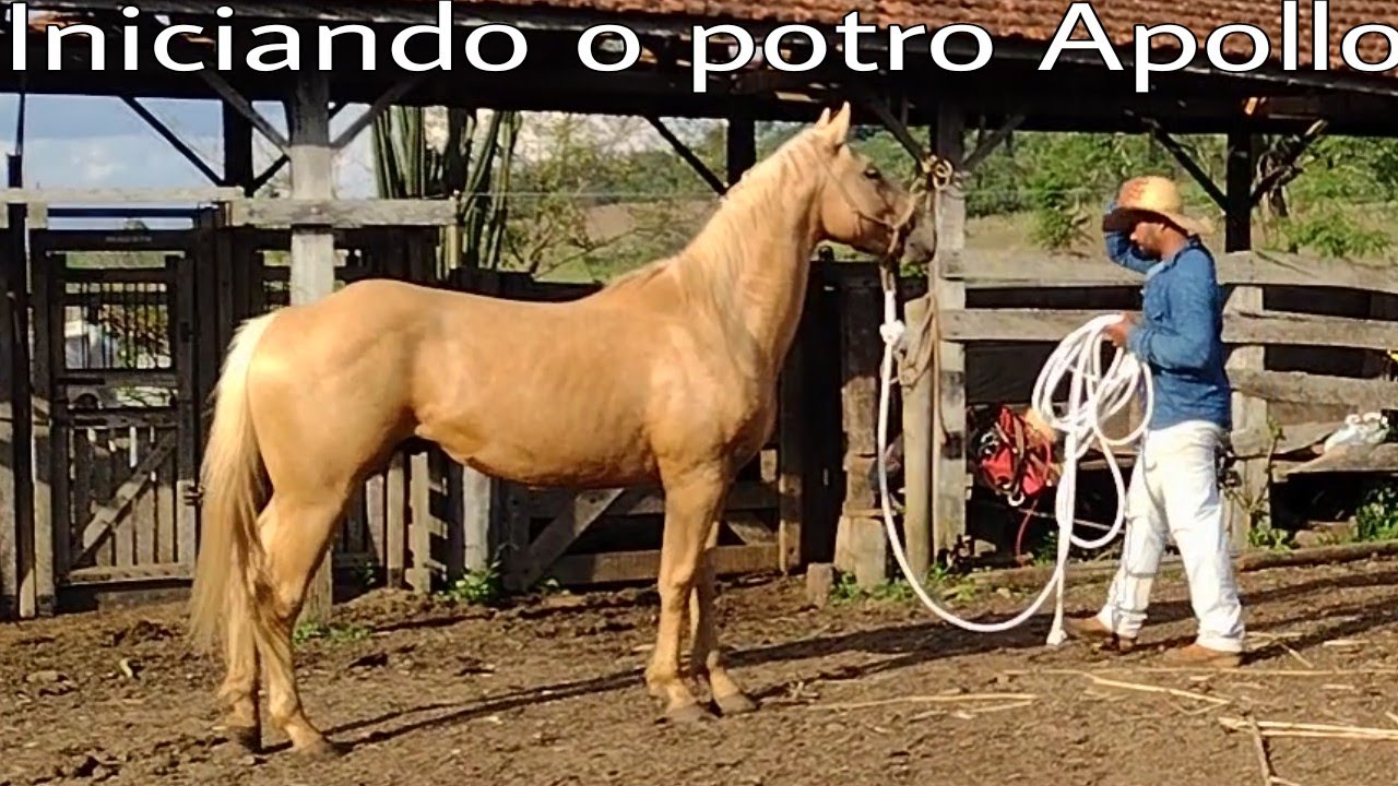 Iniciando a doma do potro Apollo - YouTube