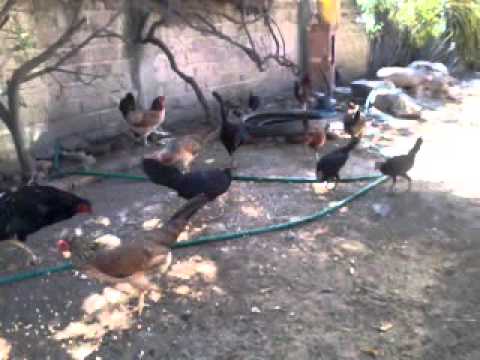 Gallos del rancho el detalle RD butcher negro - YouTube