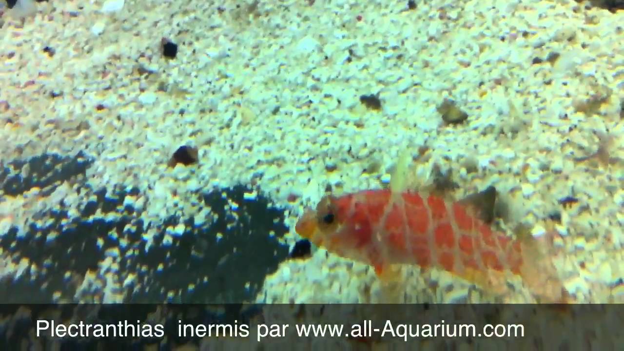 Plectranthias inermis - YouTube