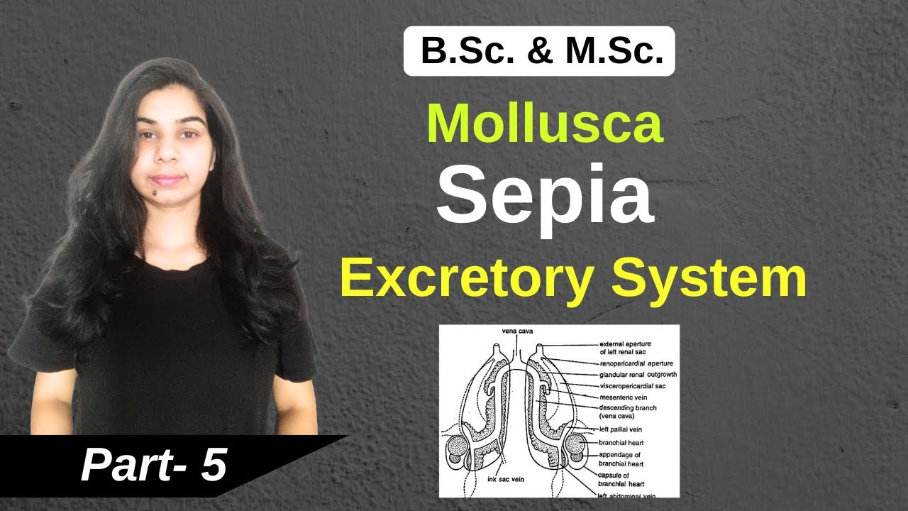 Mollusca || Sepia || Excretory System || B. Sc. & M. Sc. Zoology - YouTube
