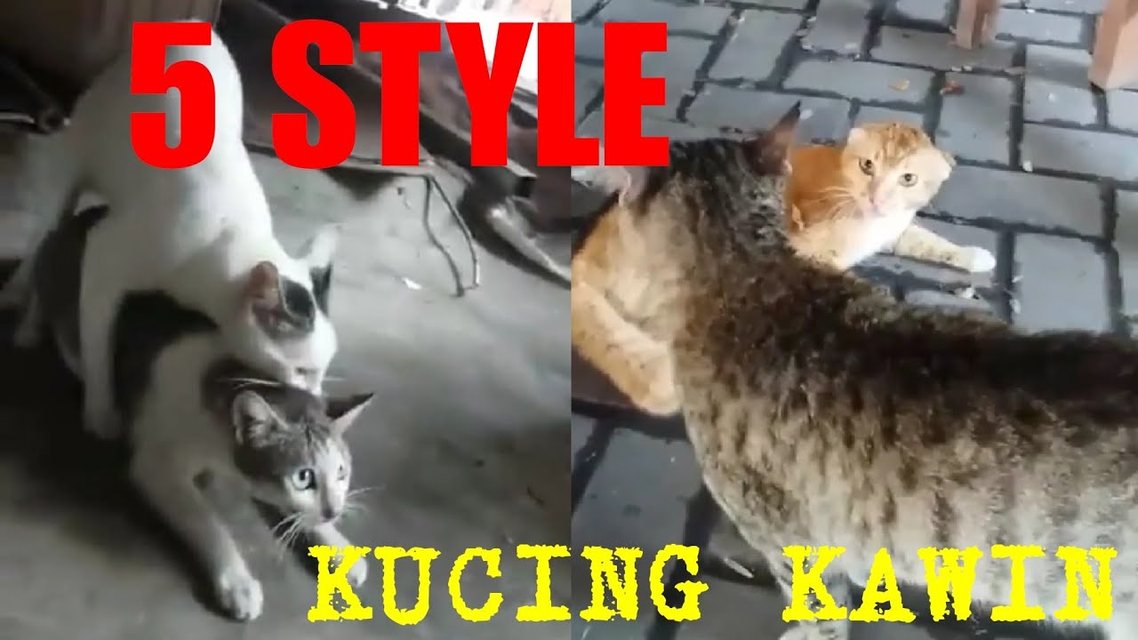 5 GAYA KUCING PACAK - YouTube