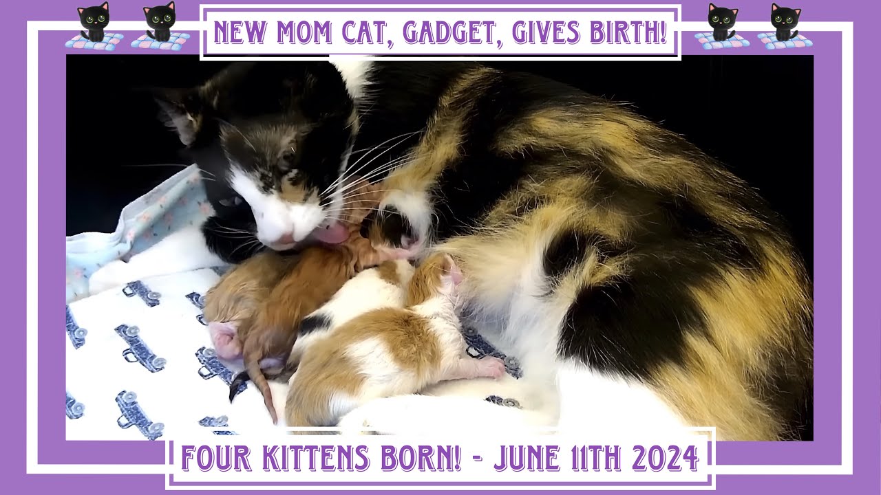 New Mom Cat, Gadget, Gives Birth! - Tuesday June 11th - YouTube