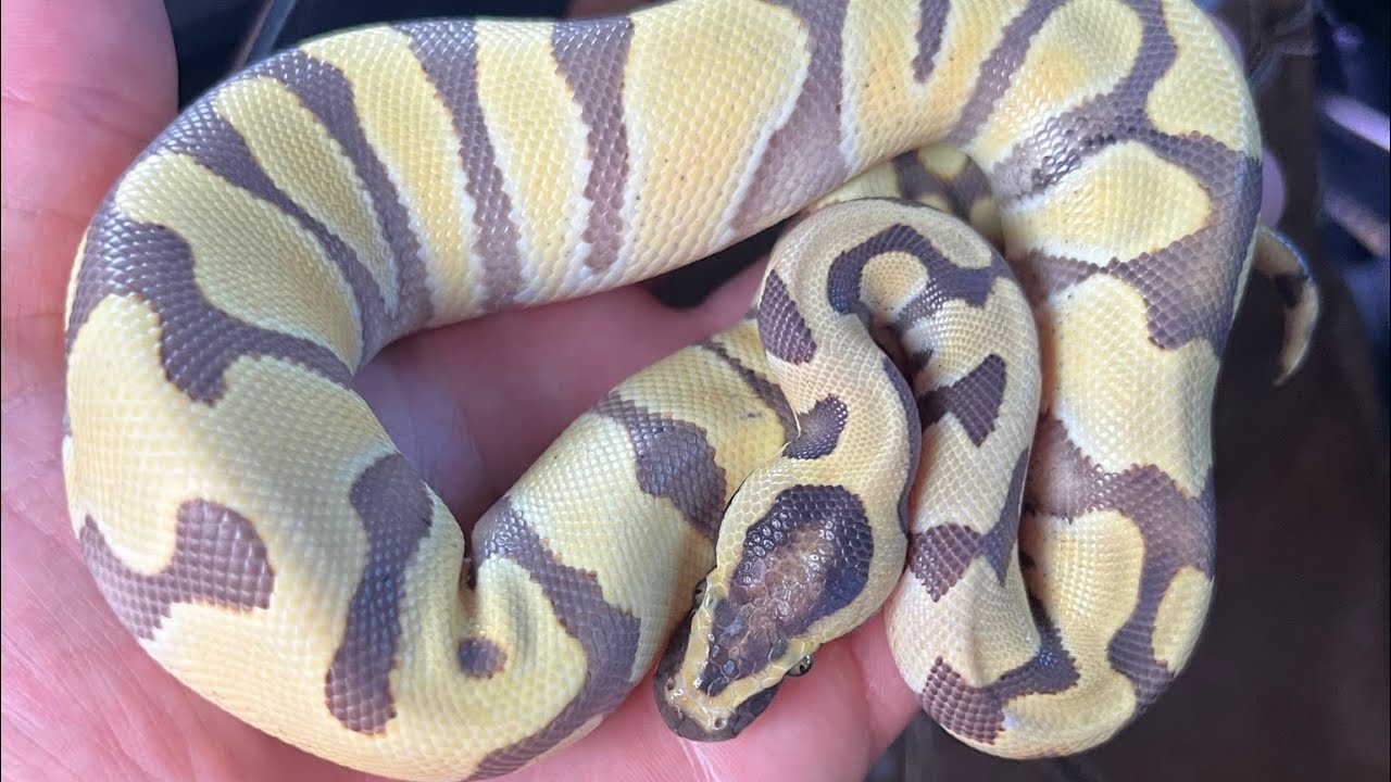 ALL OF THE SNAKES DARIUS BOUGHT IN 2023! CHECK OUT WHAT SNAKE DARIUS ...