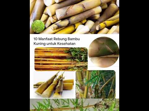 10. Manfaat Rebung Bambu Kuning untuk Kesehatan. - YouTube