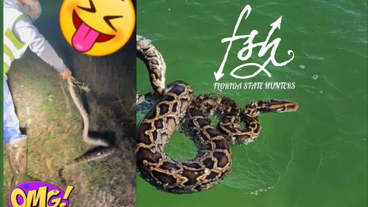 Hunting Pythons deep in the water at Florida Swamp - YouTube