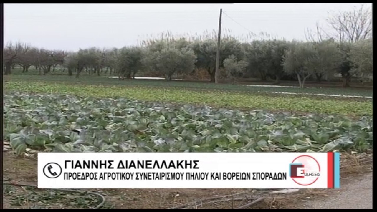 Βόλος Αποτίμηση των ζημιών απο τον παγετό190117 - YouTube