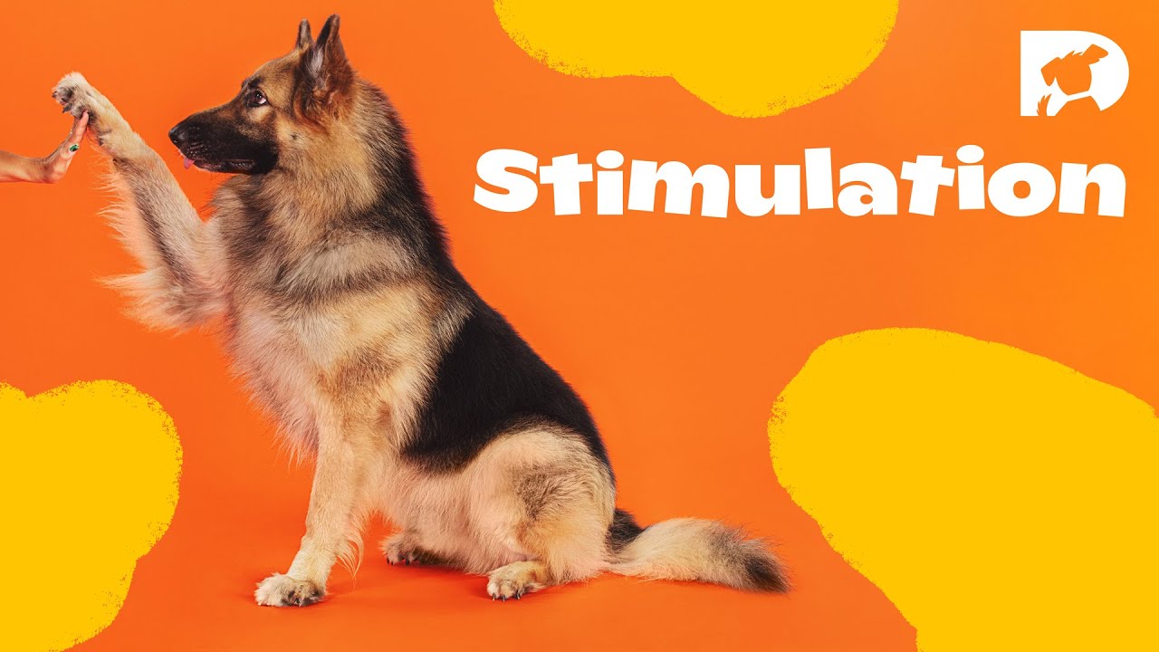 A Taste of DOGTV's Stimulation - YouTube