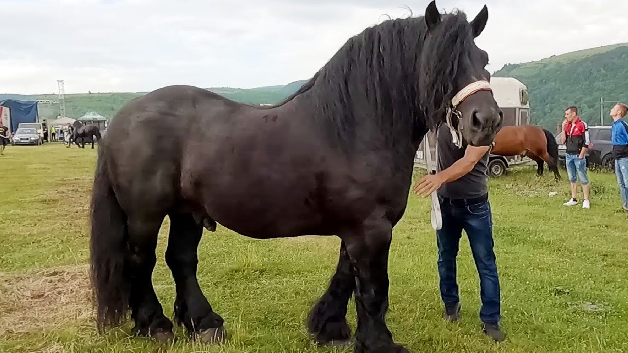 Cai grei Armăsari pentru montă Lupu Șor de la Orlat - Sibiu - 2022 ...