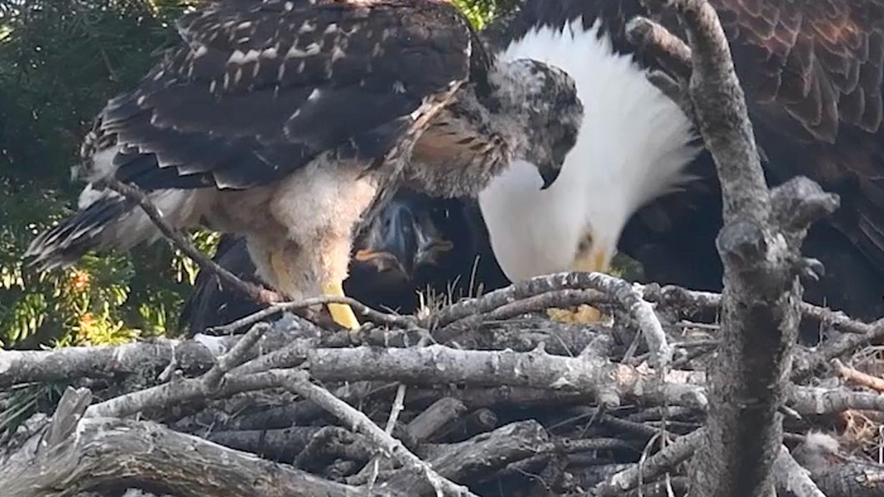 Bald Eagle Adopts A Hawk Chick - YouTube