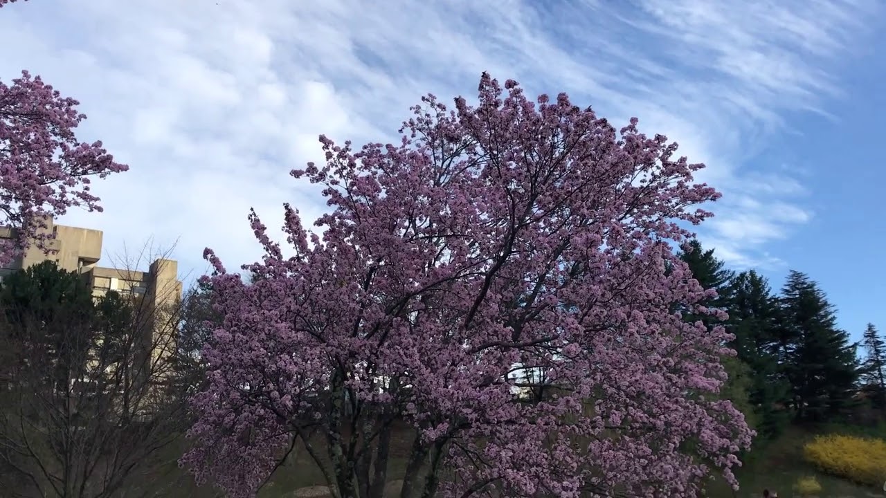 Blossoms at Arnold Arboretum of Harvard University 2019 - YouTube