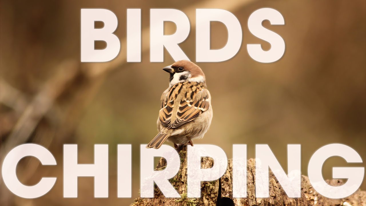 🌳🐦🦌 Soothing Bird Chirps in the Forest: A Symphony of Wildlife - YouTube
