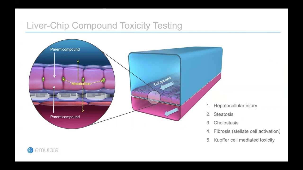 5 Species Liver Chip to assess cross species drug toxicity and human relevance - YouTube