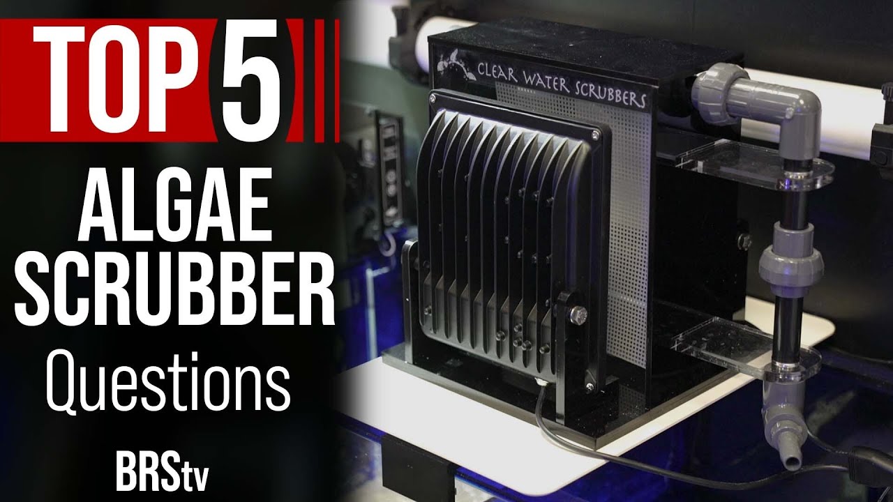 Better Than Refugiums? Top 5 Answers for Reef Tank ATS! - YouTube