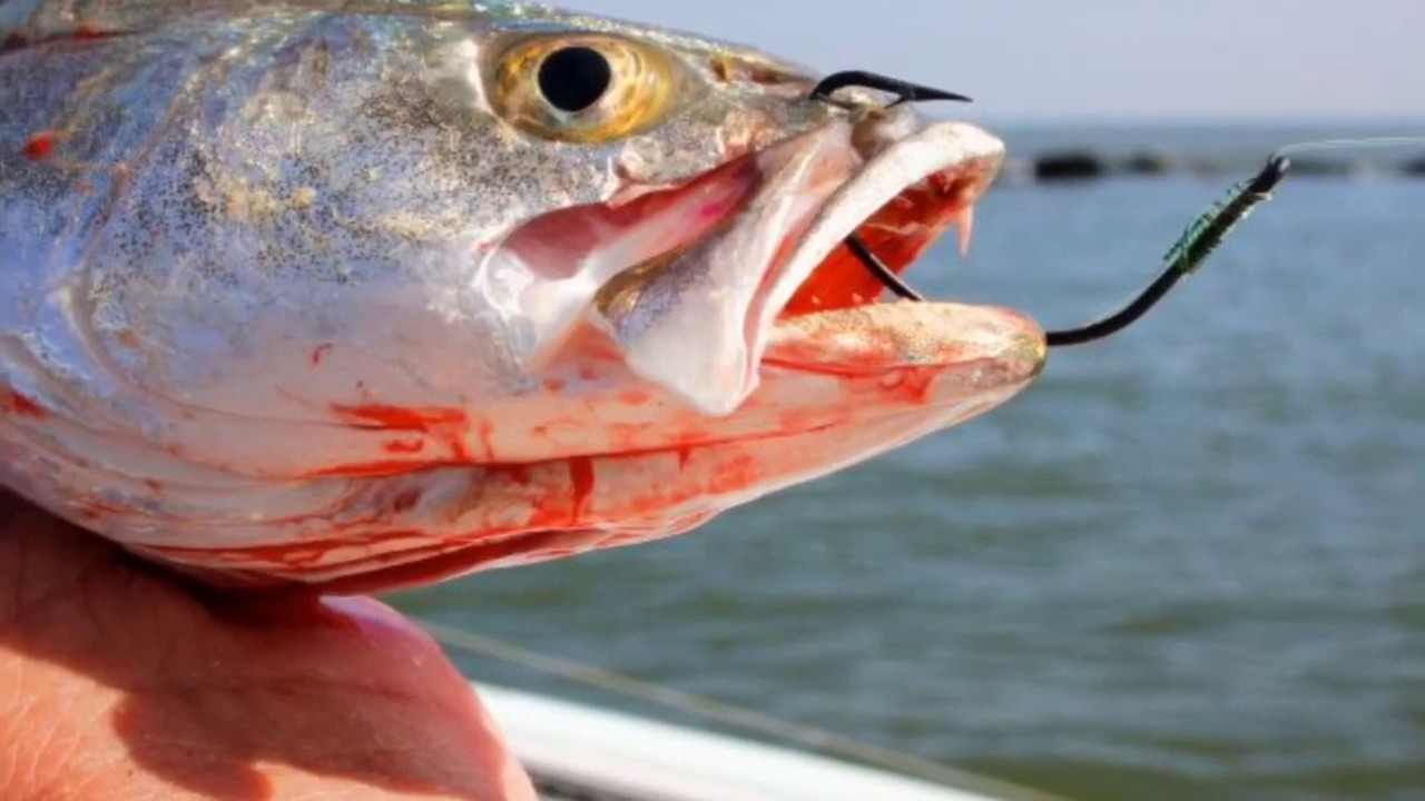 Fish Abuse - YouTube