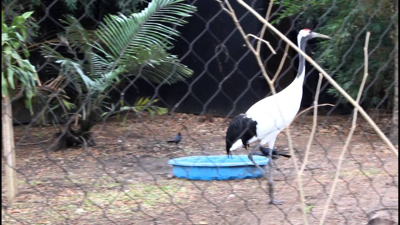 trumpet bird - YouTube