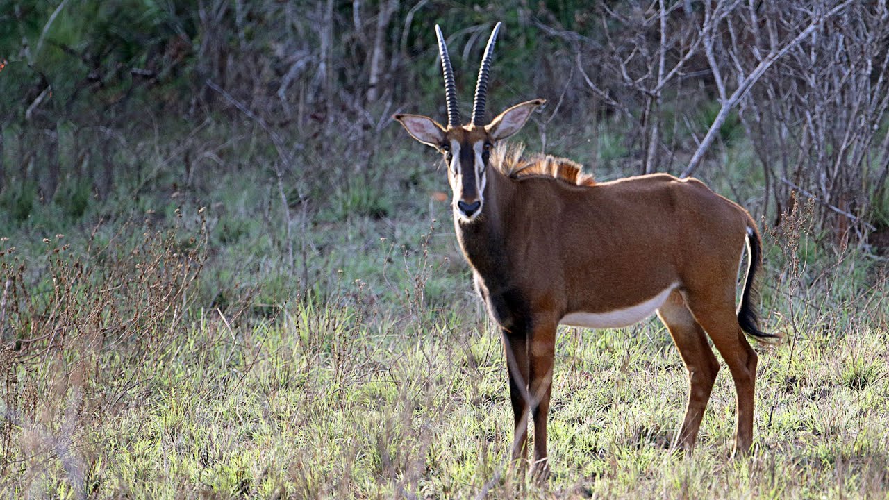 Sable Antilopes (Hippotragus niger) of the Shimba Hills, Kenya - YouTube