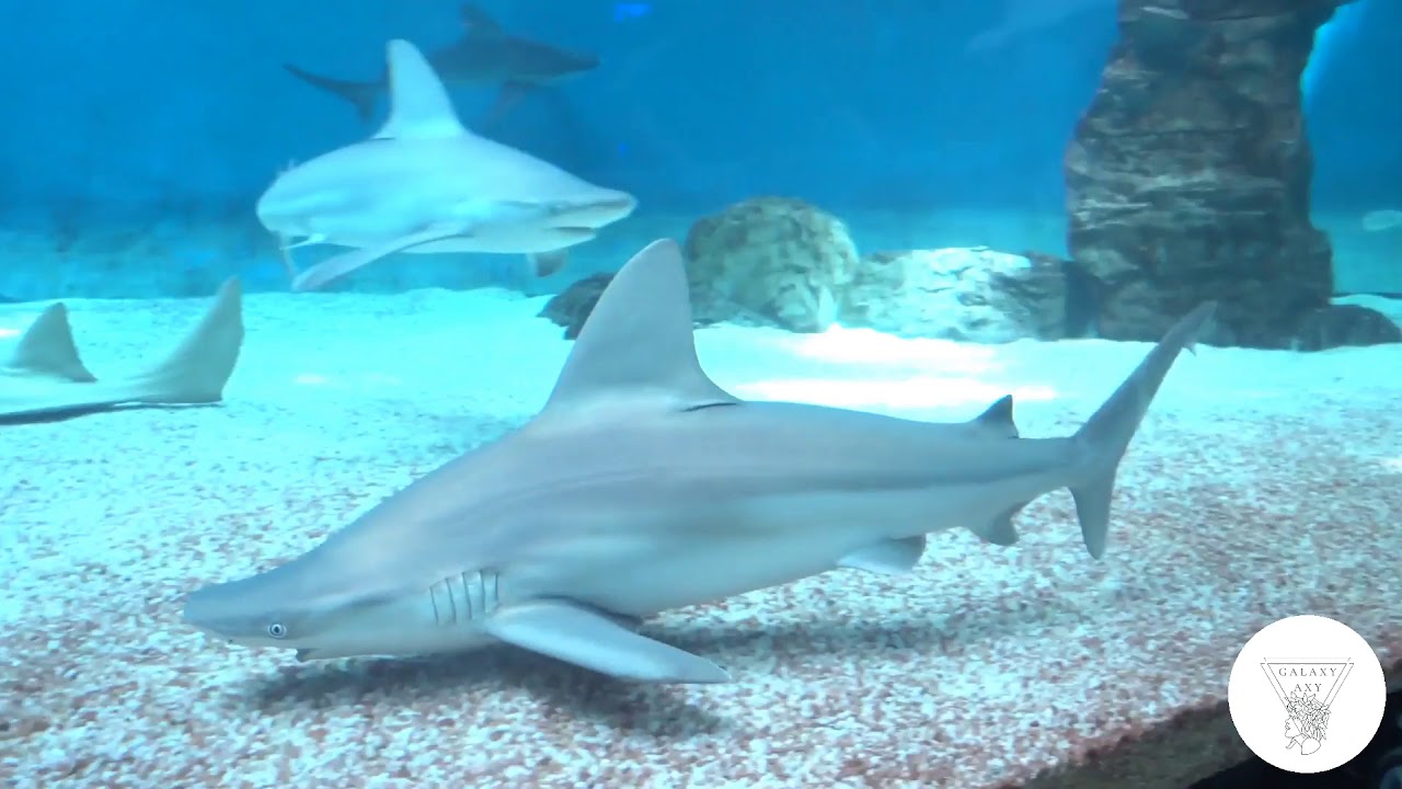 Baby Shark | Real Sharks - YouTube