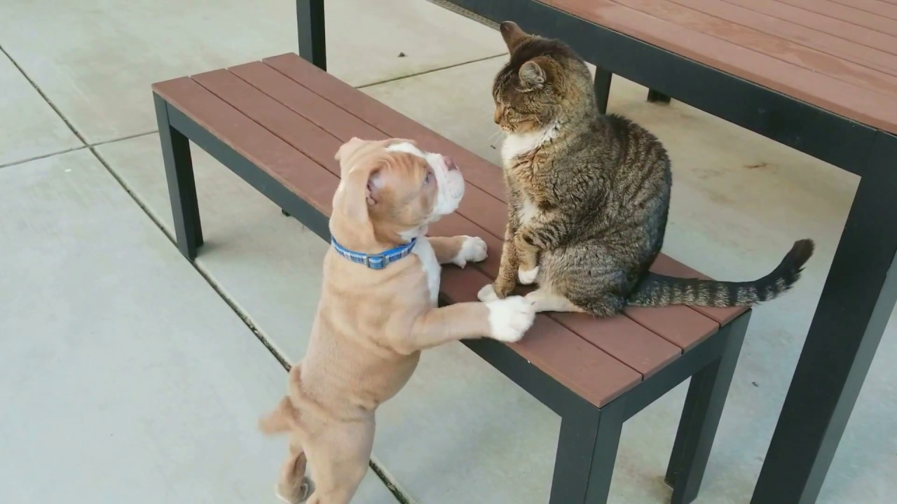 Bulldog puppy vs Cat - YouTube