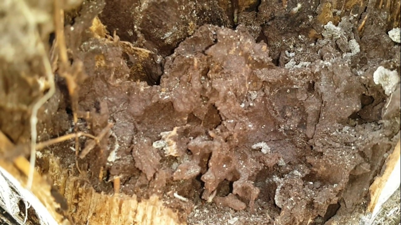 Termite Colony Found in Date Palm!! (Termite Control Treatment) - YouTube