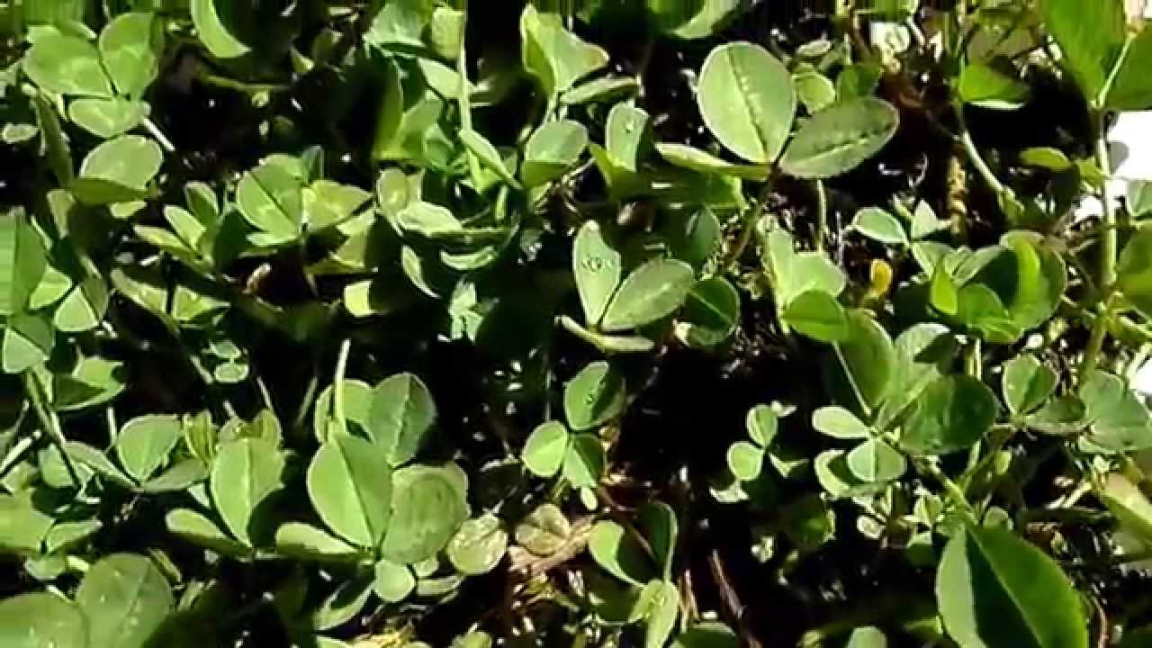 Nature Insights - White Clover and Hydrogen Cyanide Production! - YouTube