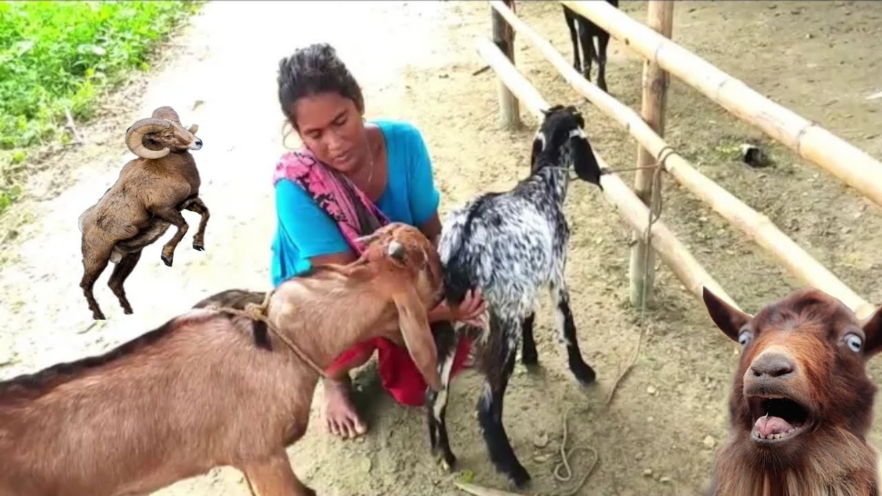 Goat meeting video mating video of animals meeting video in village ...
