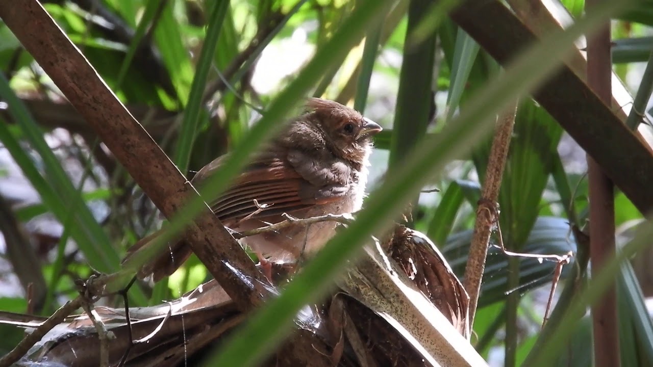 Northern Cardinal (juvenile) crying for food - YouTube