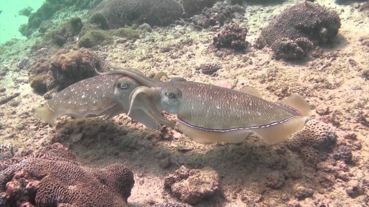 The Best of Dibba Island - YouTube