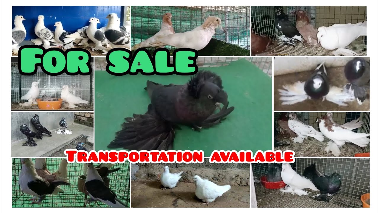 fancy pigeon for sale transportation available all over India English ...