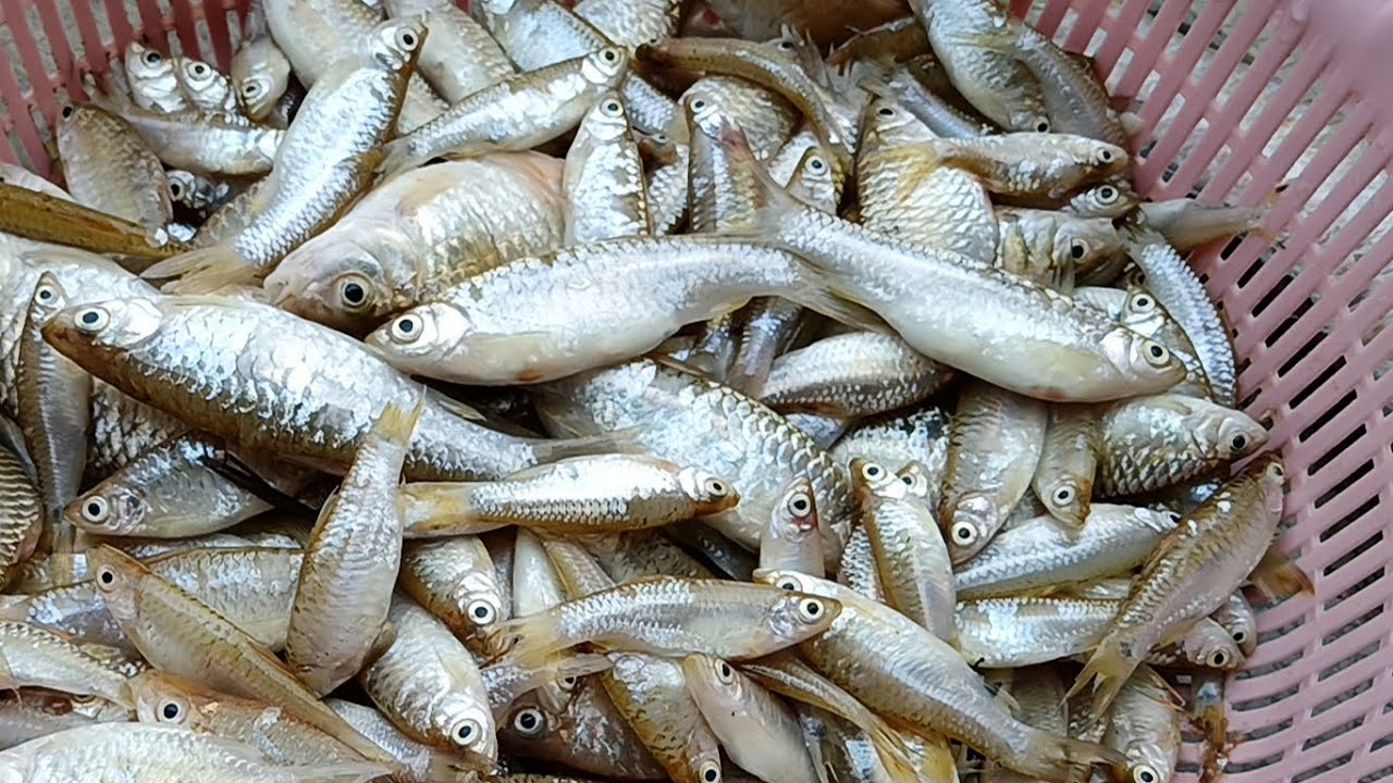 Menjala Ikan Seluang@Enseluai Di Sungai Tepi Ladang Kelapa Sawit ...
