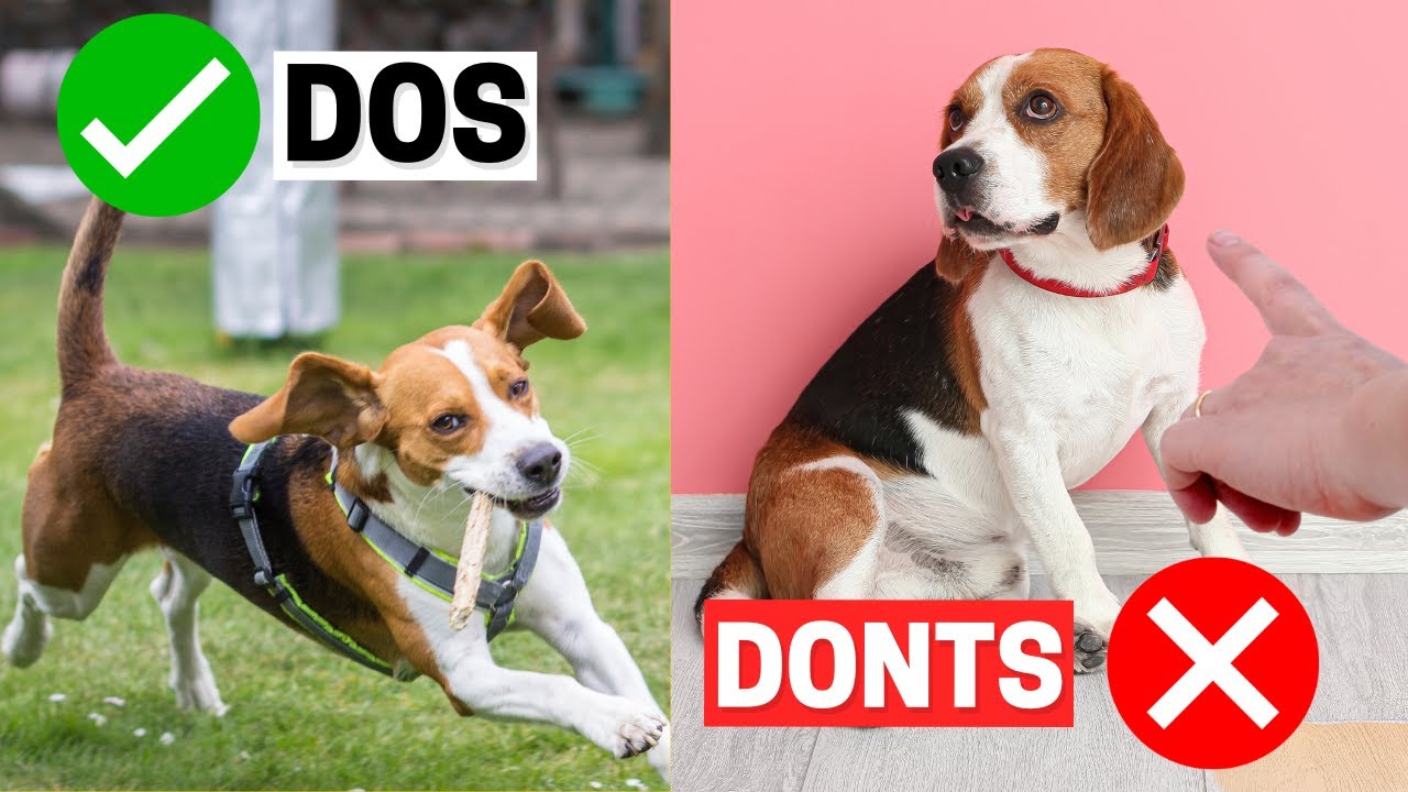 Do's and Don'ts of Owning a Beagle - YouTube
