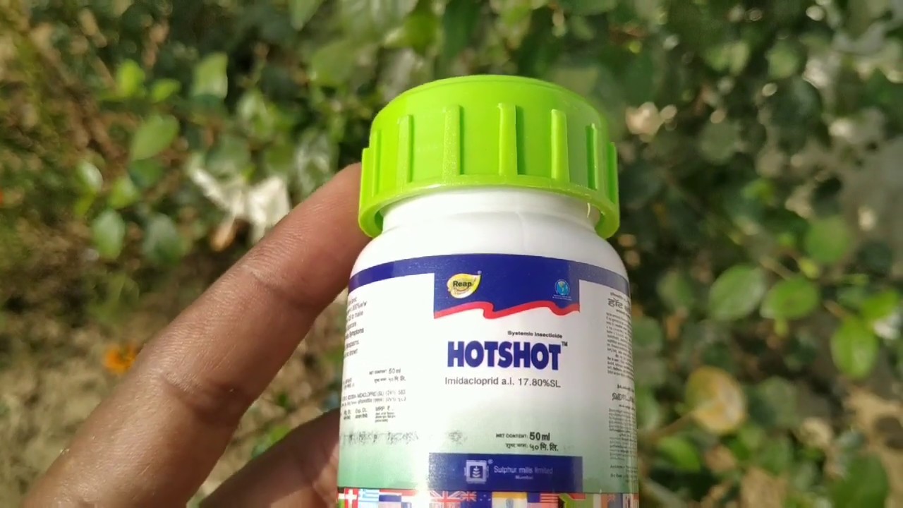 Spray Of Emidachloprid On White Bugs And Black Bugs Attack On Hibiscus ...
