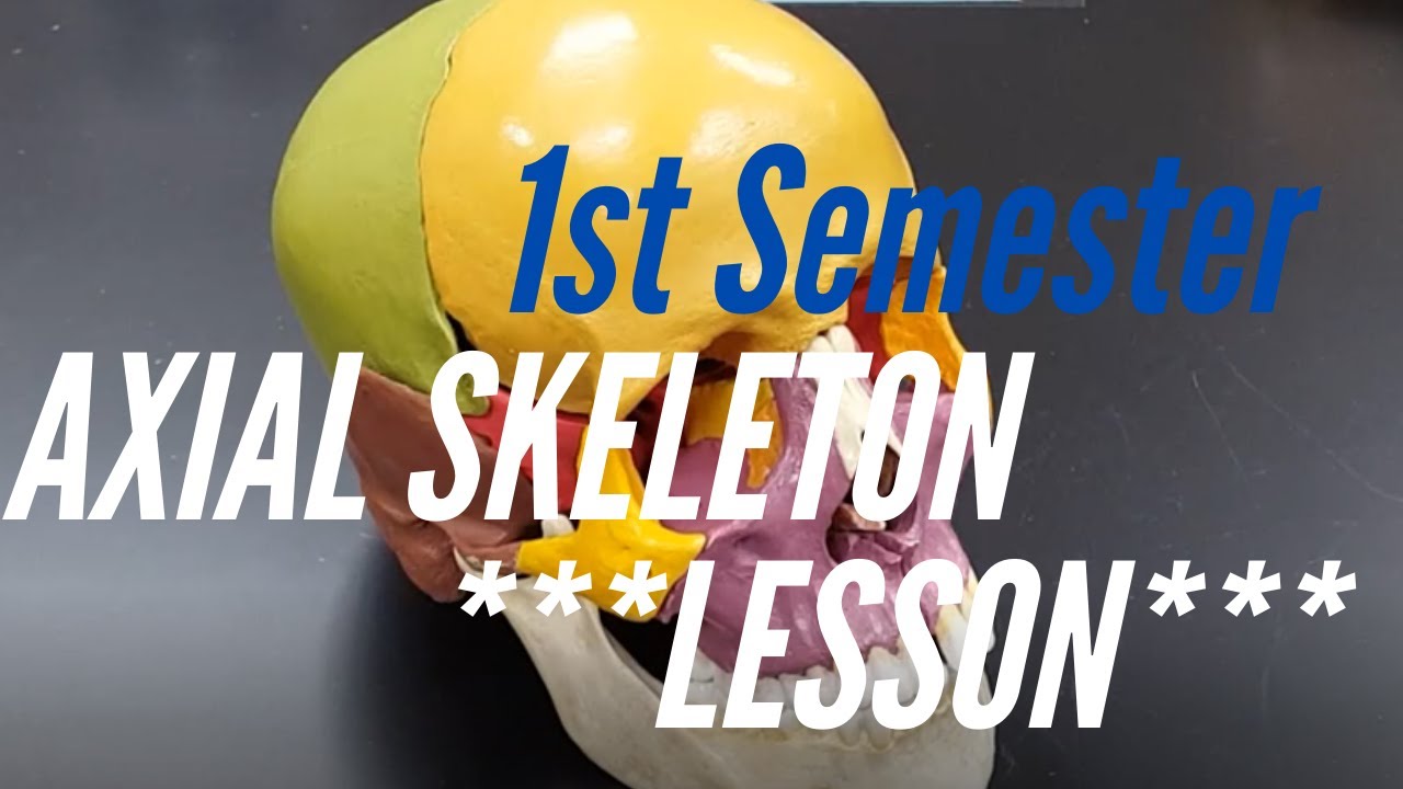 AXIAL SKELETON: Lesson, First Semester - YouTube