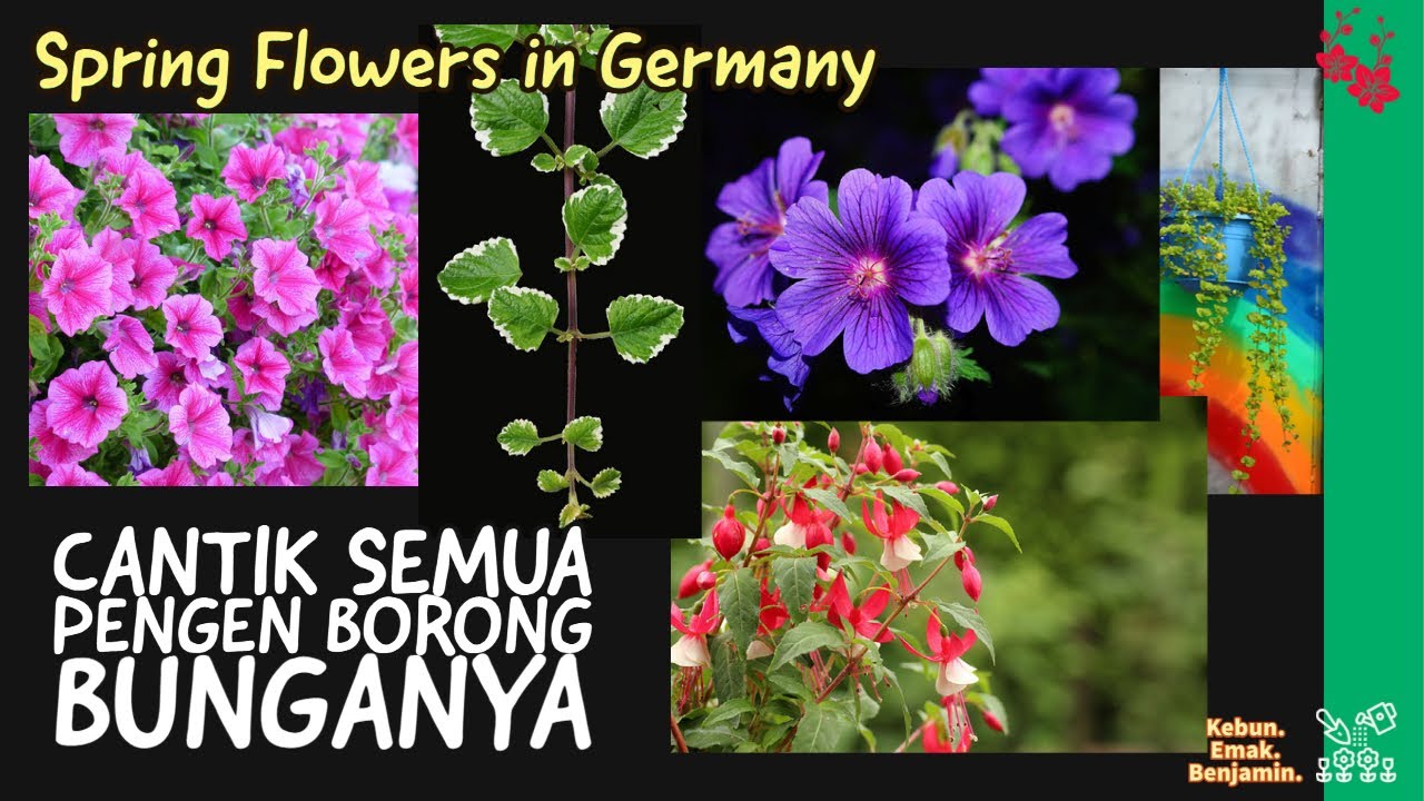 Bunga Geranium, Petunia, Fuchsia dan Tanaman Hias Musim Semi di Jerman ...