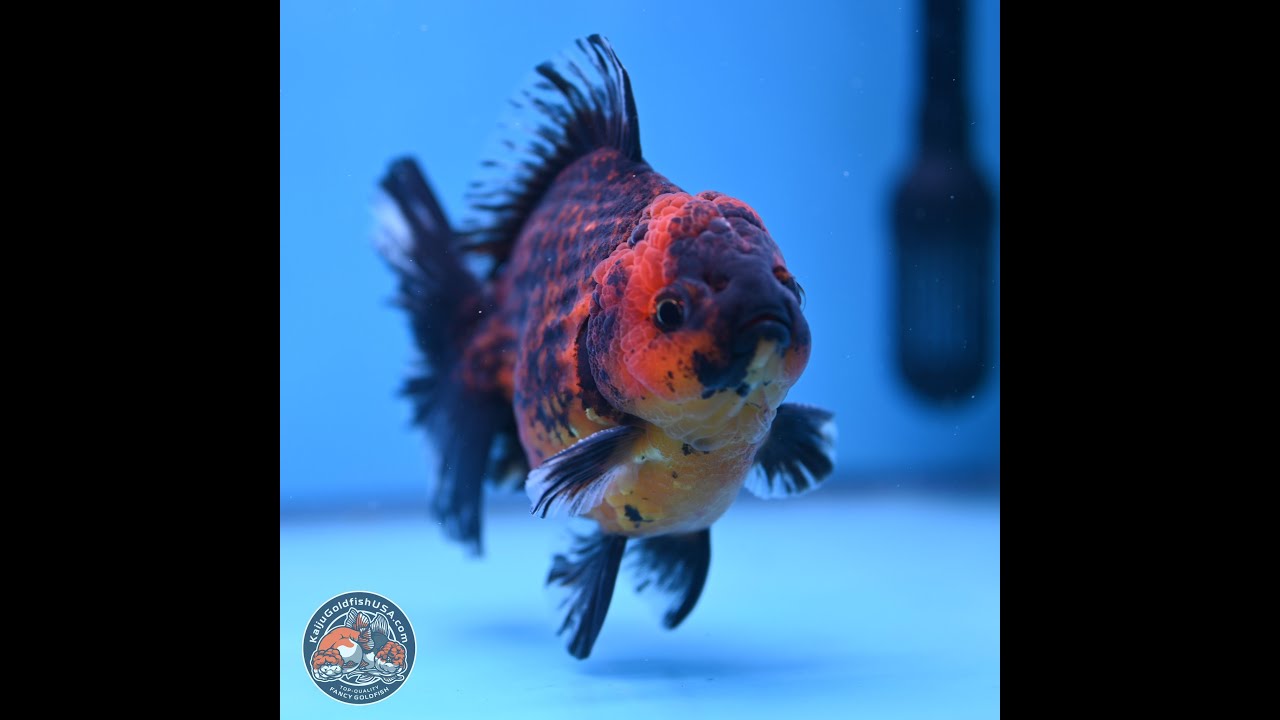 Tiger Broad Tail Oranda 5 inches - Male (241115_OR03) - YouTube
