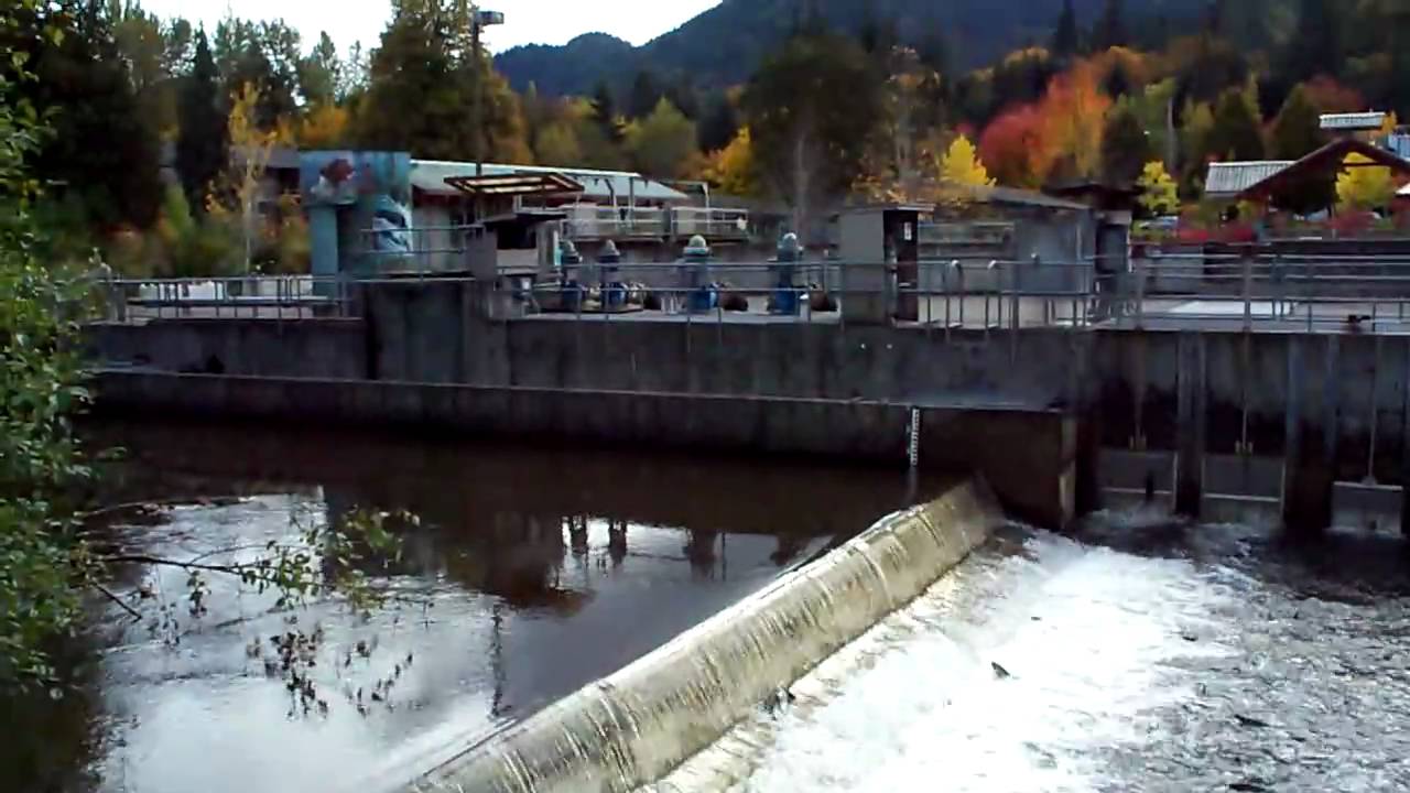 Fall Salmon Run Issaquah Creek 10/18/09 - YouTube