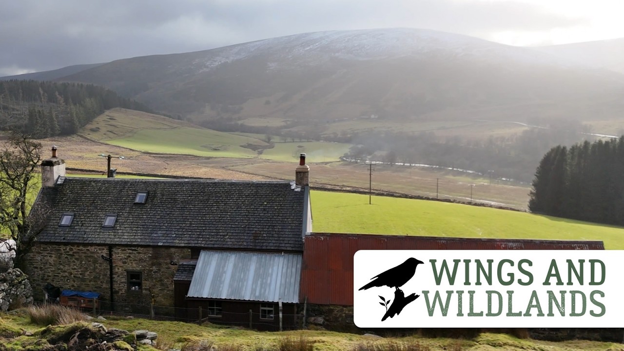 Adapting | Scottish Homestead Renovation Update | Wings And Wildlands ...
