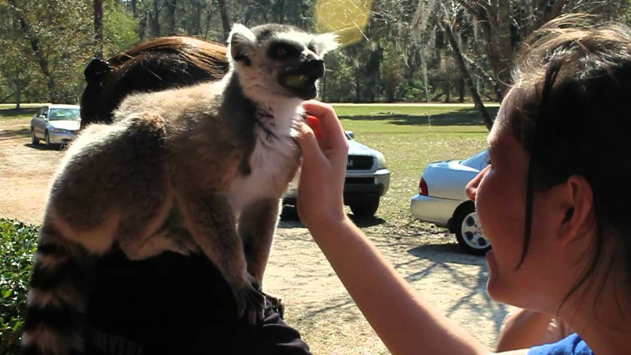 Cinema Verde Environmental Film and Arts Festival - YouTube