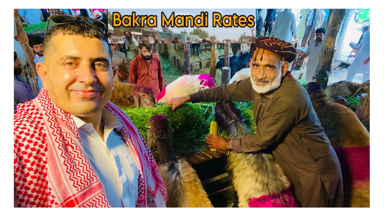 Dumba Bakra Mandi 2023 Peshawar Latest Updates | Bakra Mandi | Kala ...