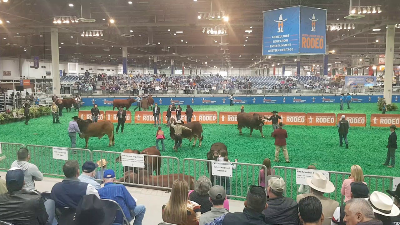 Houston show 2020 Red Brahman judging - YouTube