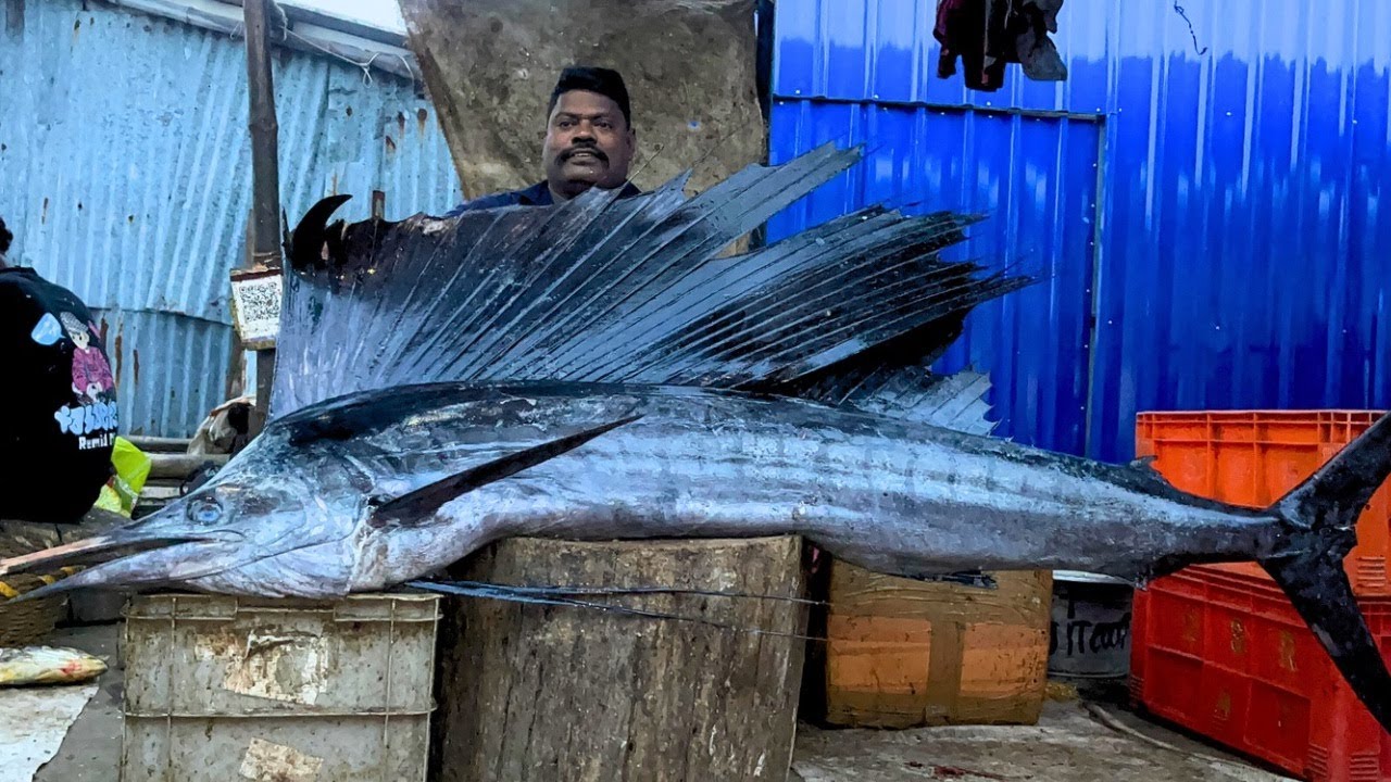 KASIMEDU SPEED SELVAM KOLA FISH CUTTING VIDEO | UK SONS MARINE - YouTube